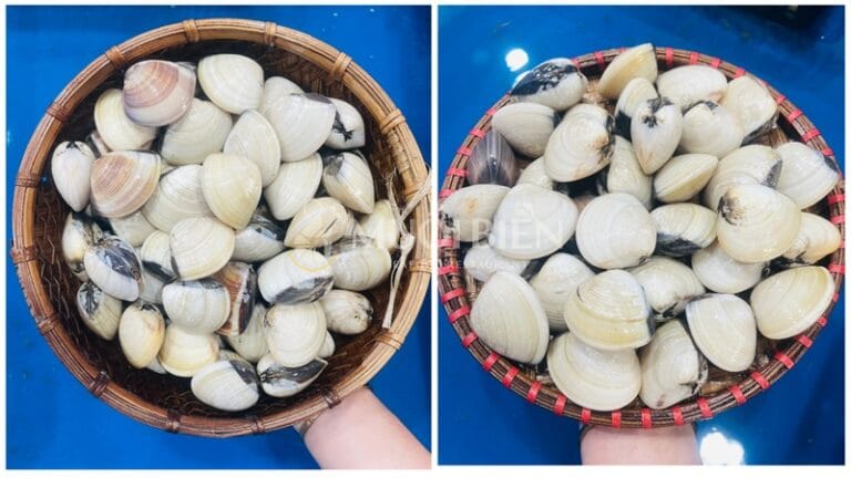 Giải đáp cụ thể con ngao và con nghêu có giống nhau không?